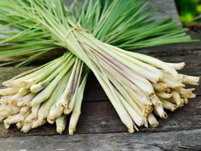 Where Is Lemongrass In The Grocery Store Grocery Store Dive