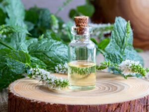 Where To Find Peppermint Oil in Grocery Stores? - Grocery Store Dive